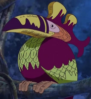 South Bird | One Piece Wiki | Fandom