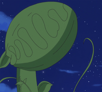 Pop Green | One Piece Wiki Italia | Fandom