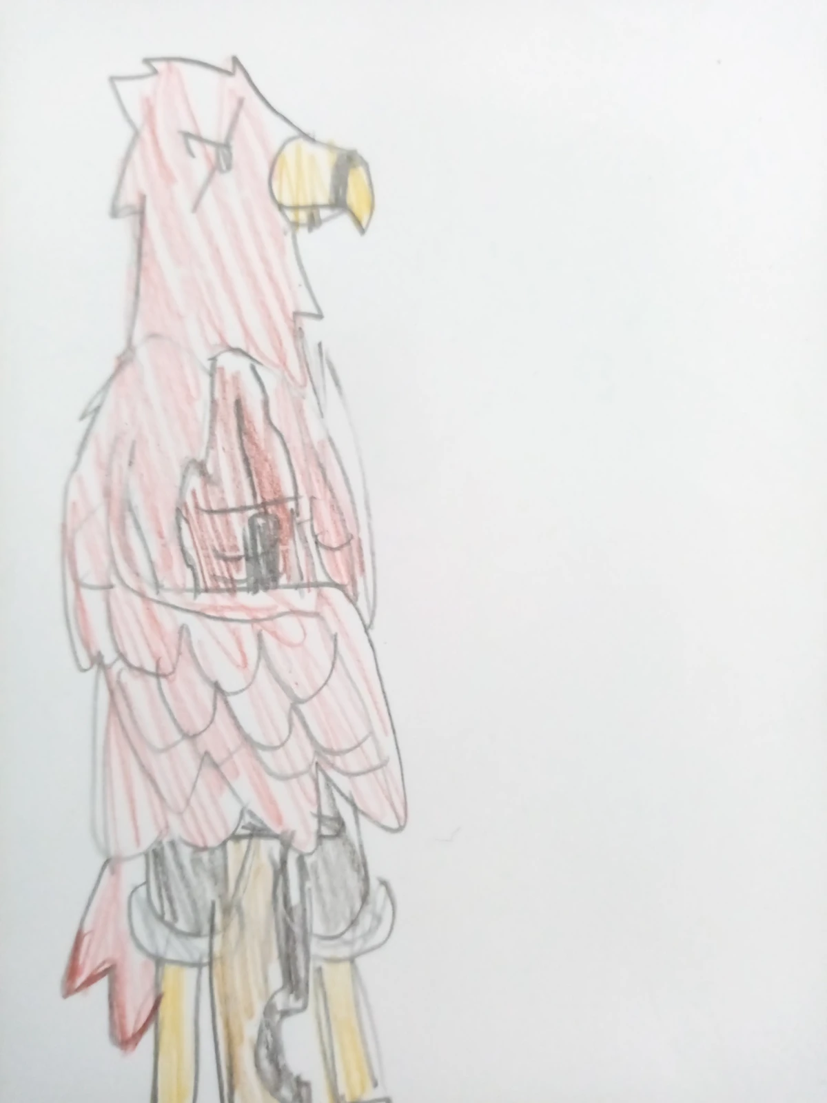 Jonathan Hawkz | OnePiece Fanon Wiki | Fandom