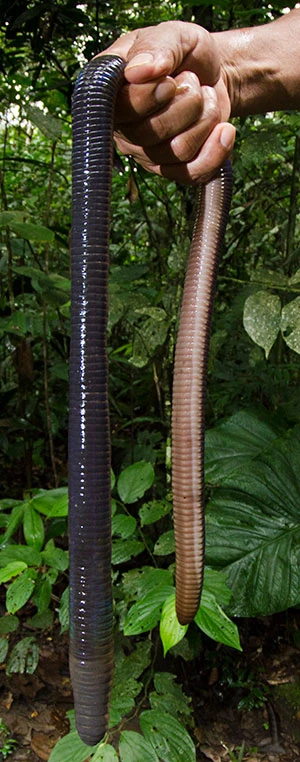 Wormism | Oney Plays Wiki | Fandom