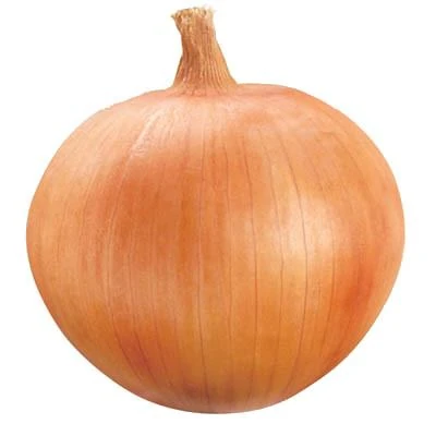 Onions | Onion Wiki | Fandom