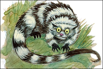 Mapache | Wiki Onira | Fandom