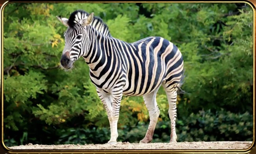 1% Club Season 3 Episode 16 | Only Connect Questions Wiki | Fandom