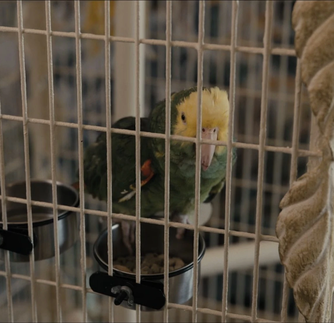 Mrs. Gambolini | Only Murders in the Building Wiki | Fandom