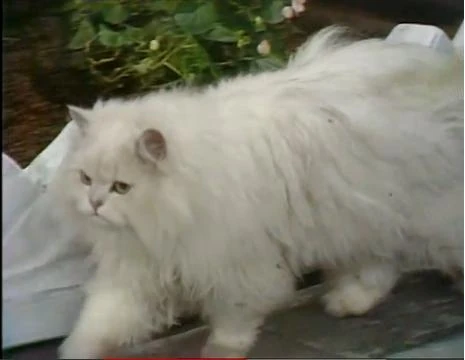 Tibbles | On the Buses Wiki | Fandom