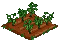 Soybean | FarmVille Wiki | Fandom
