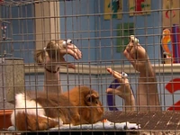 Uma Preschool! | Oobi Wiki | Fandom