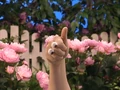 Oobi | Oobi Wiki | Fandom