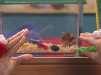 Petting Zoo! | Oobi Wiki | Fandom