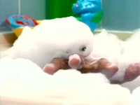 Bubble Bath! | Oobi Wiki | Fandom