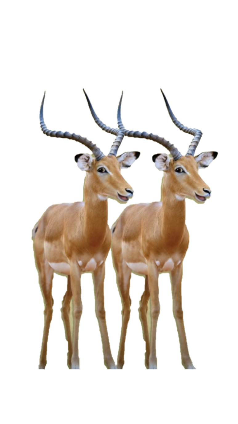 The Impalas | Ooops! Noah Is Gone... Wiki | Fandom