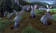 Rabbits | Open Season Wiki | Fandom