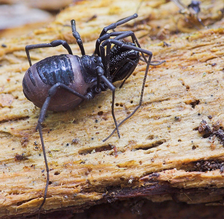 Dyspnoi | Opiliones Wiki | Fandom