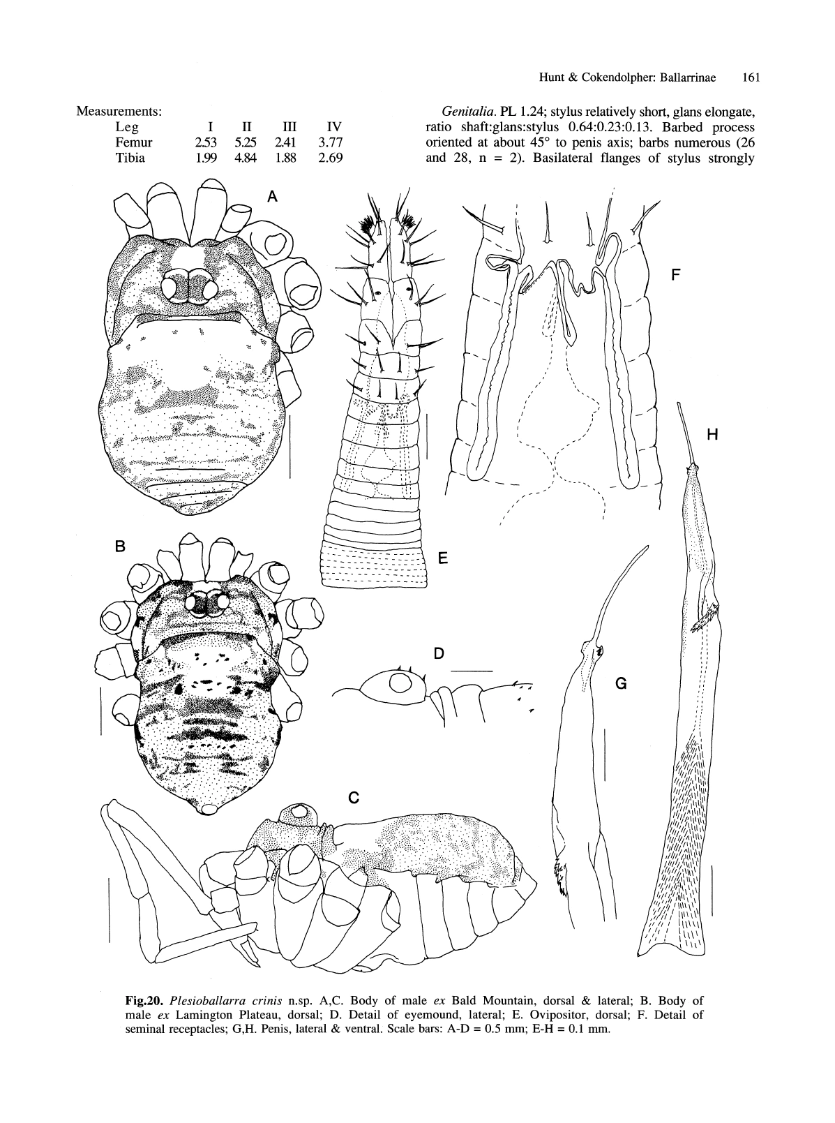 Plesioballarra crinis | Opiliones Wiki | Fandom