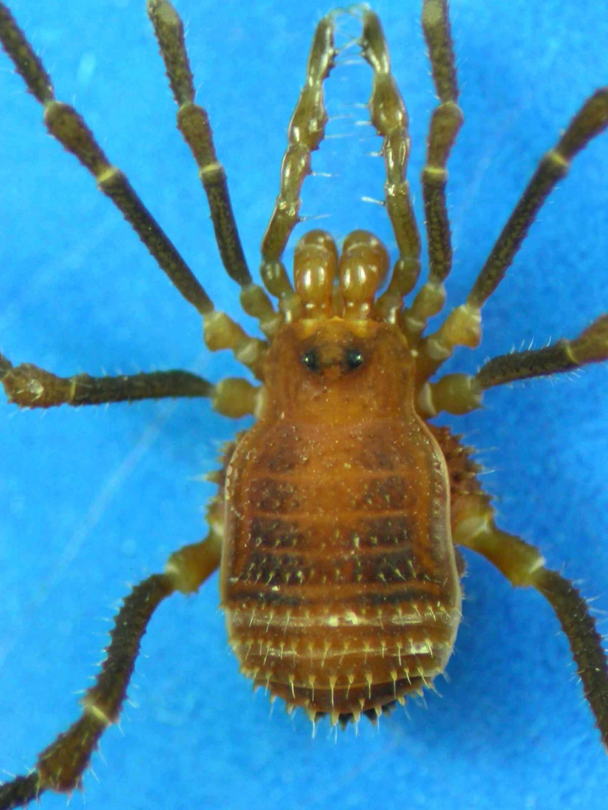 Escadabiidae | Opiliones Wiki | Fandom