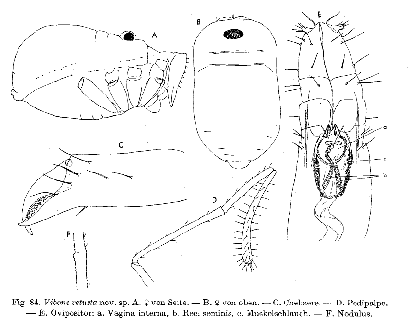 Vibone vetusta | Opiliones Wiki | Fandom