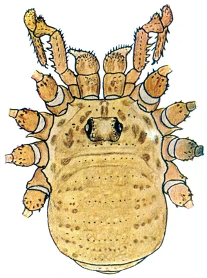 Rilaena | Opiliones Wiki | Fandom