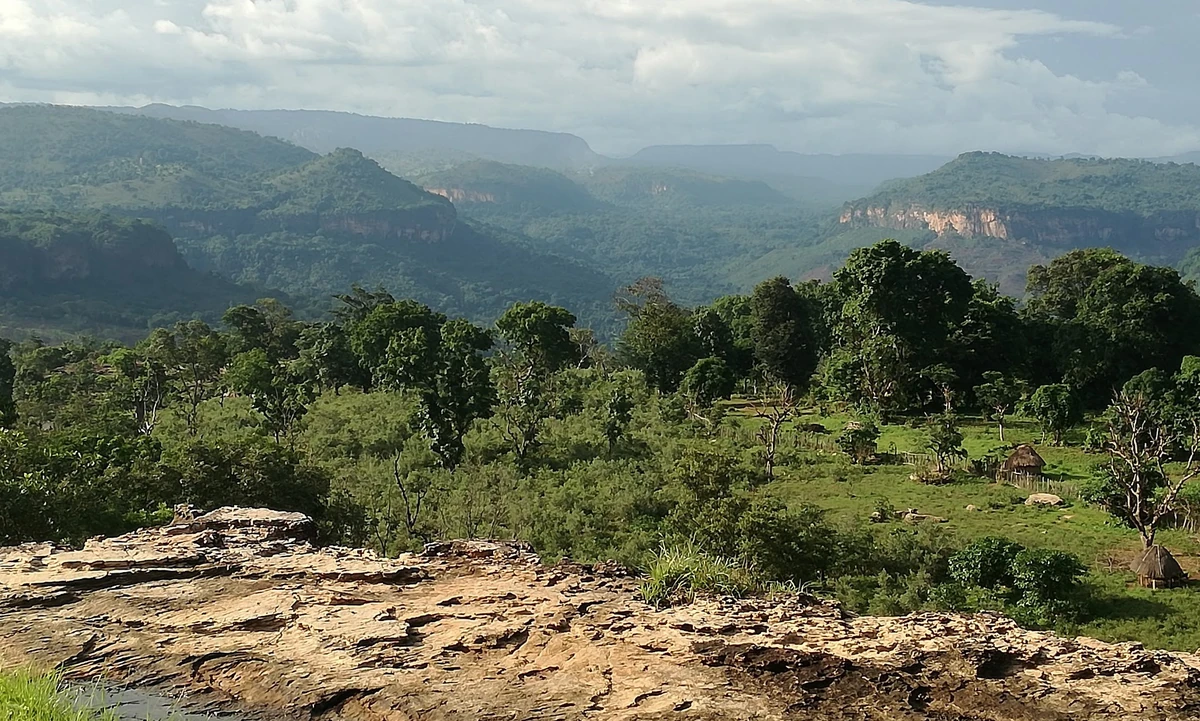 Guinean montane forests (AT0114) | Opiliones Wiki | Fandom