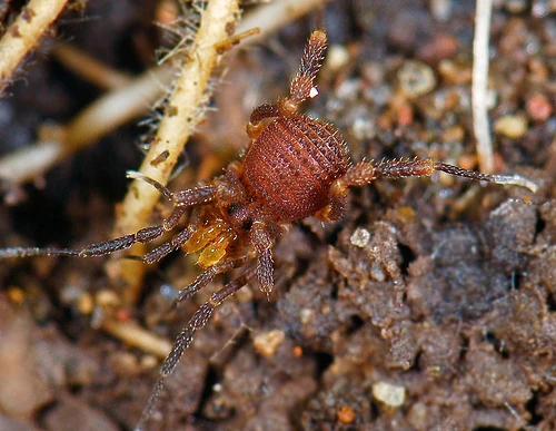 Samoidae | Opiliones Wiki | Fandom
