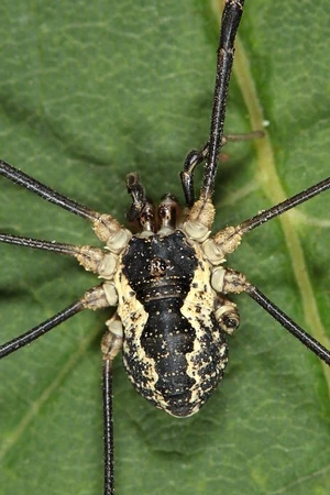 Checklist of Luxembourg Opiliones | Opiliones Wiki | Fandom