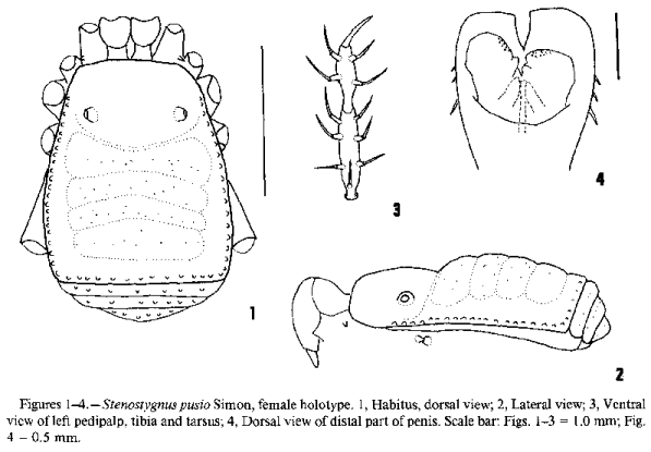 Stenostygnus pusio | Opiliones Wiki | Fandom