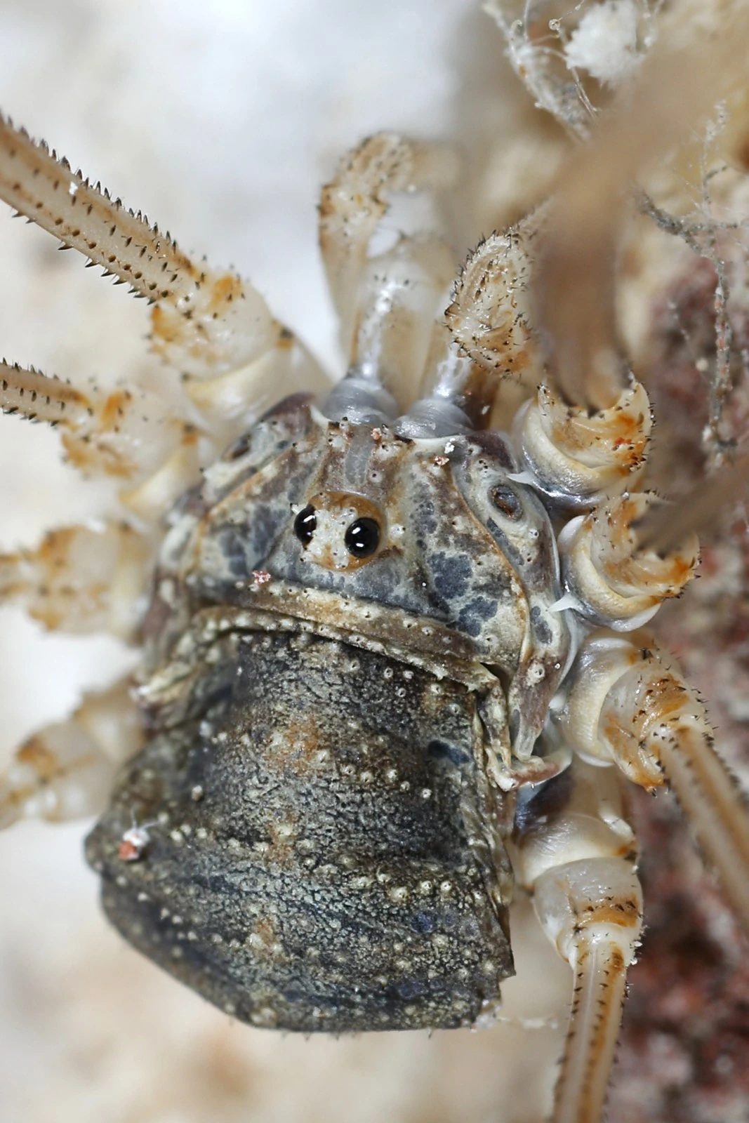 Opilio parietinus | Opiliones Wiki | Fandom