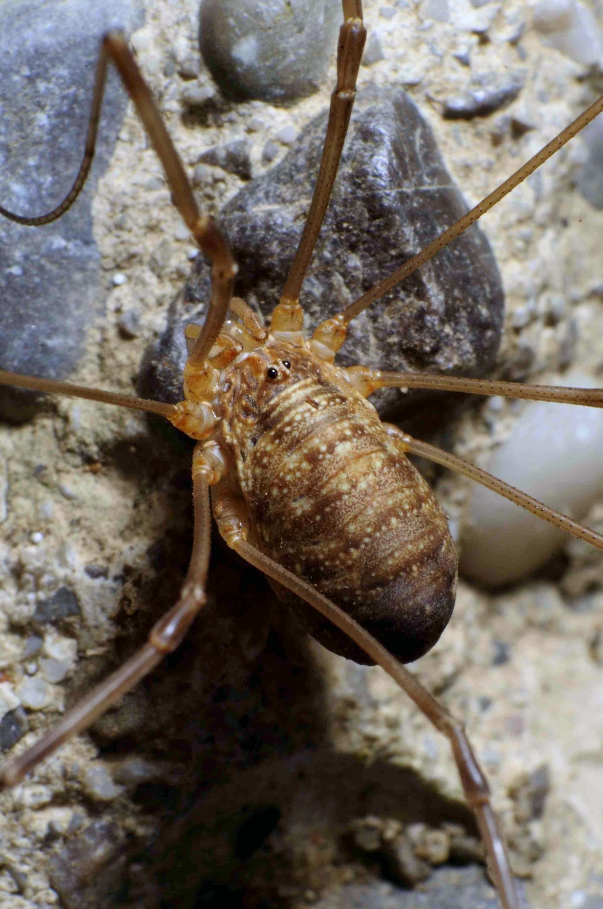 Opilio dinaricus | Opiliones Wiki | Fandom