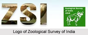 Zoological Survey of India (Indian Museum), Calcutta | Opiliones Wiki | Fandom