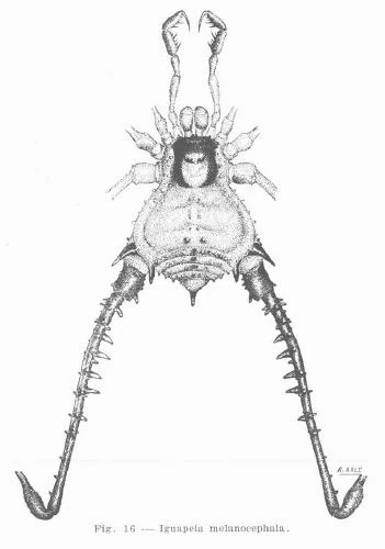 Iguapeia | Opiliones Wiki | Fandom