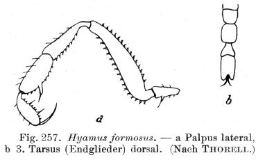 Hyamus formosus | Opiliones Wiki | Fandom
