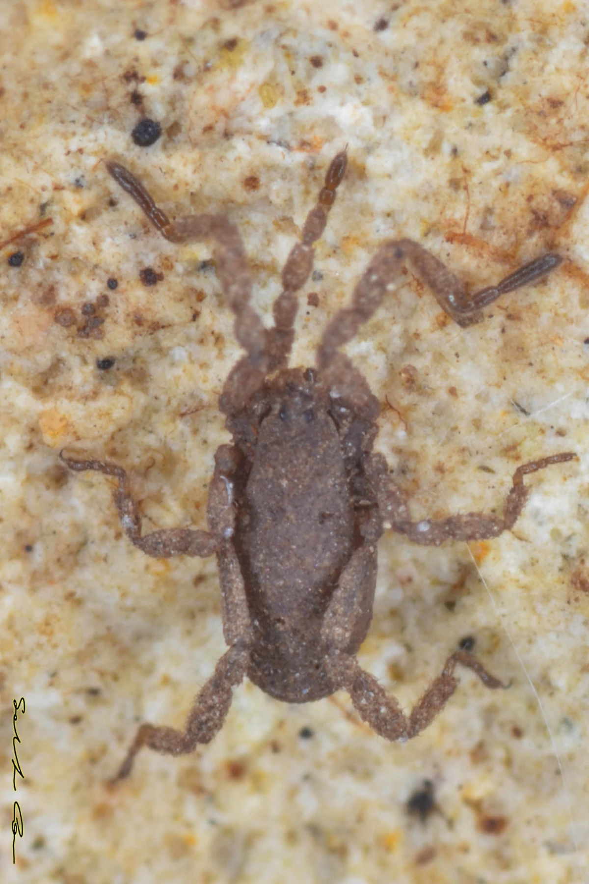 Anelasmocephalus brignolii | Opiliones Wiki | Fandom