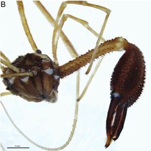 Forsteropsalis | Opiliones Wiki | Fandom