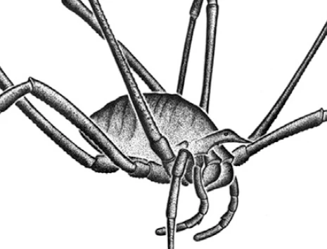 Tetrophthalmi | Opiliones Wiki | Fandom