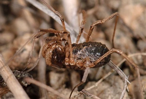 Protolophus singularis | Opiliones Wiki | Fandom