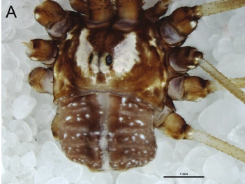 Forsteropsalis pureora | Opiliones Wiki | Fandom