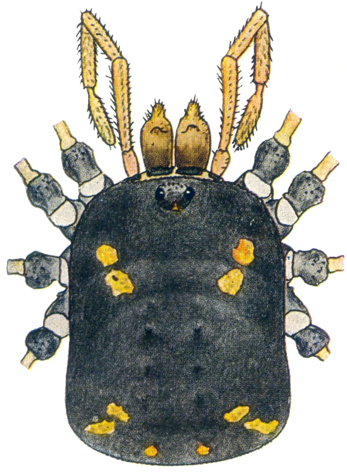 Nemastomatidae | Opiliones Wiki | Fandom