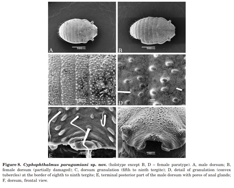 Cyphophthalmus | Opiliones Wiki | Fandom