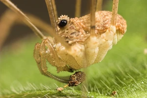 Rilaena | Opiliones Wiki | Fandom