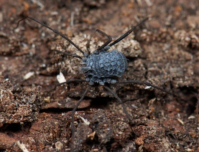 Ortholasmatinae | Opiliones Wiki | Fandom