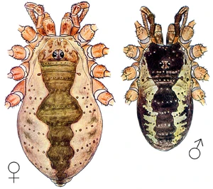 Mitopus morio | Opiliones Wiki | Fandom