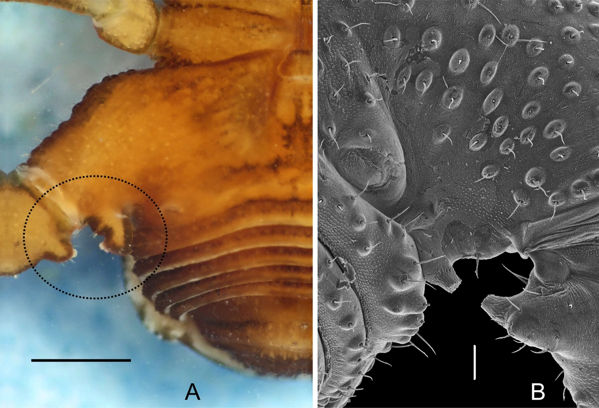 Fasciolate hyaline apophyses | Opiliones Wiki | Fandom