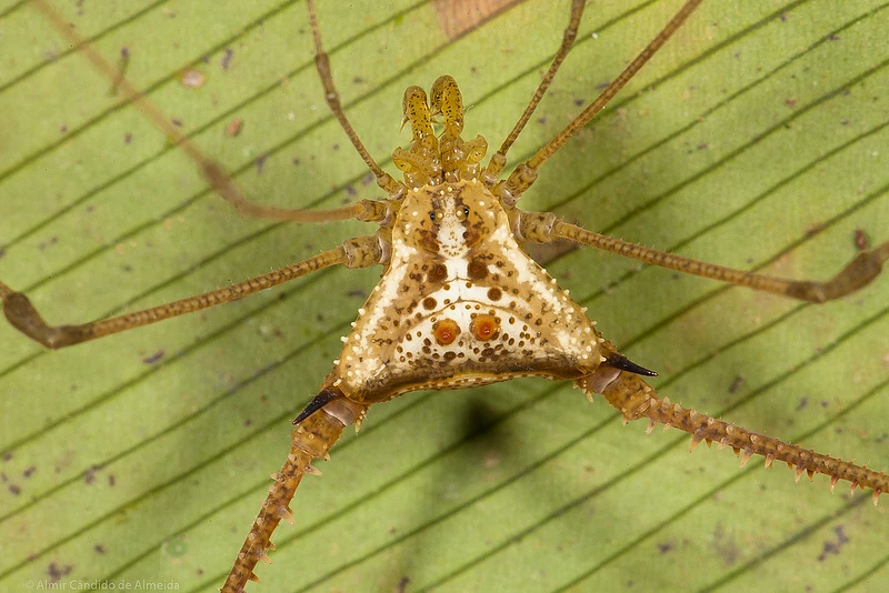 Ampheres leucopheus | Opiliones Wiki | Fandom