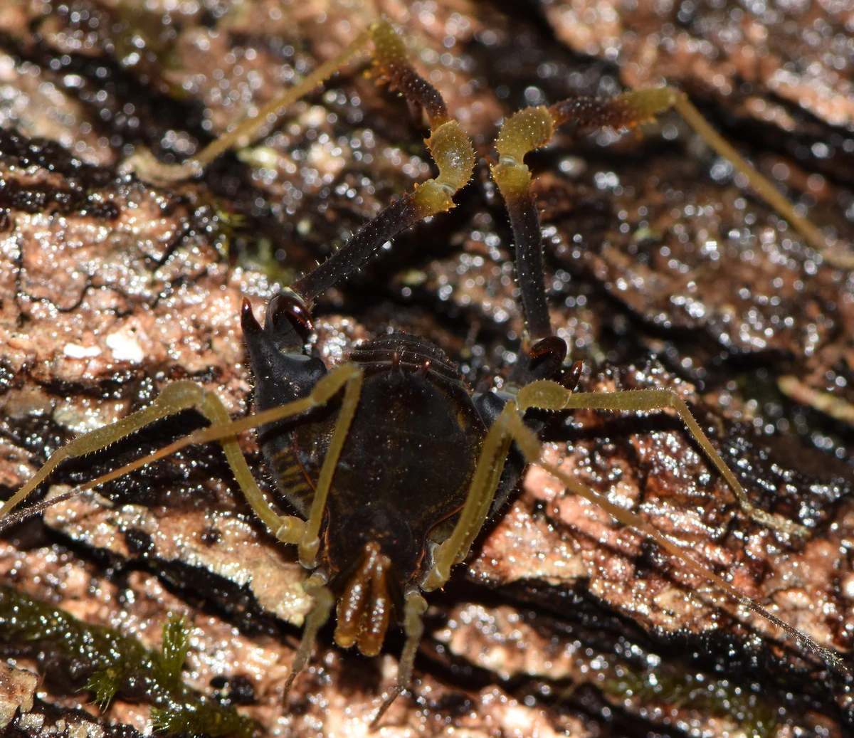 Neogonyleptes | Opiliones Wiki | Fandom