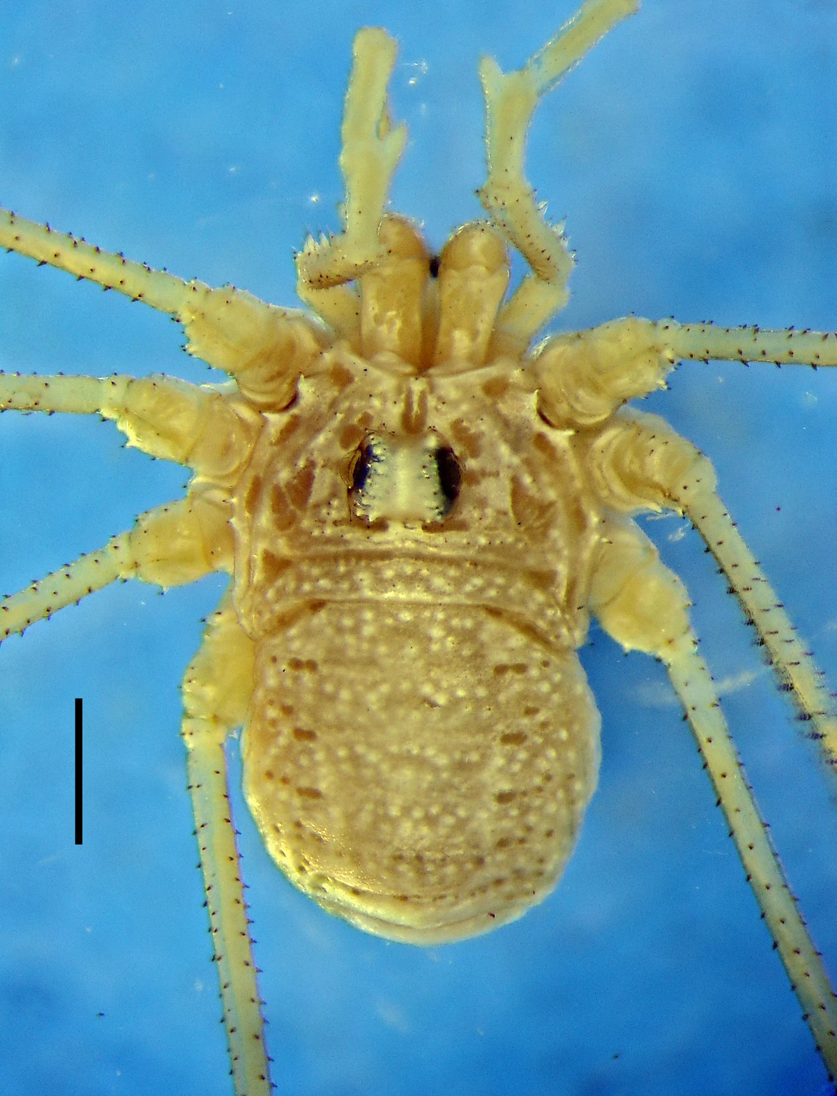 Rilaena triangularis | Opiliones Wiki | Fandom