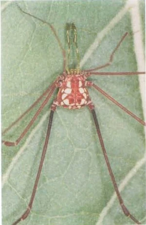 Thereza speciosa | Opiliones Wiki | Fandom