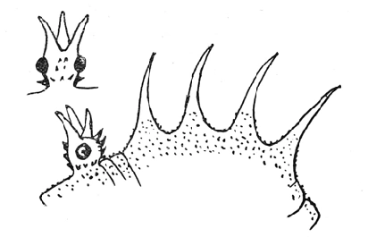 Sataria coronata | Opiliones Wiki | Fandom