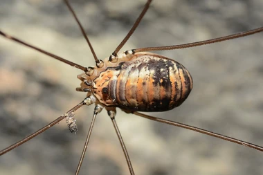 Leiobunum limbatum | Opiliones Wiki | Fandom