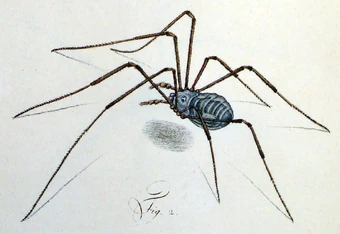 Opiliones Wiki