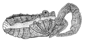Protolophus rossi | Opiliones Wiki | Fandom