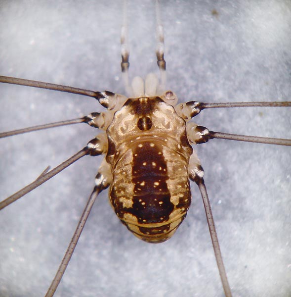 Leiobunum rotundum | Opiliones Wiki | Fandom